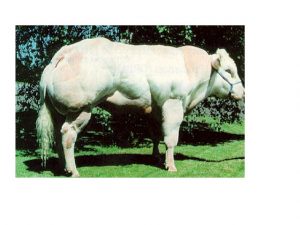 Muscle Cows – Built Report